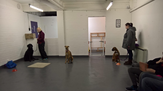 Gallery | Love of Dogs Training | Puppy and dog training classes